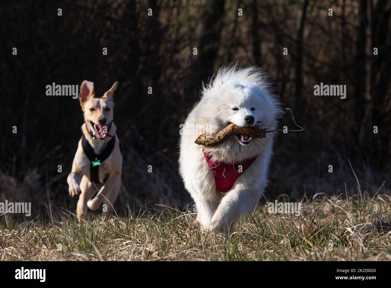 Dog chasing stick hi-res stock photography and images - Alamy