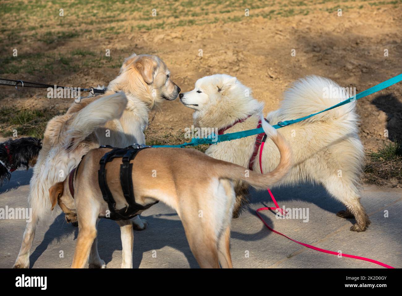 three dogs on the leash sniffing Stock Photo - Alamy