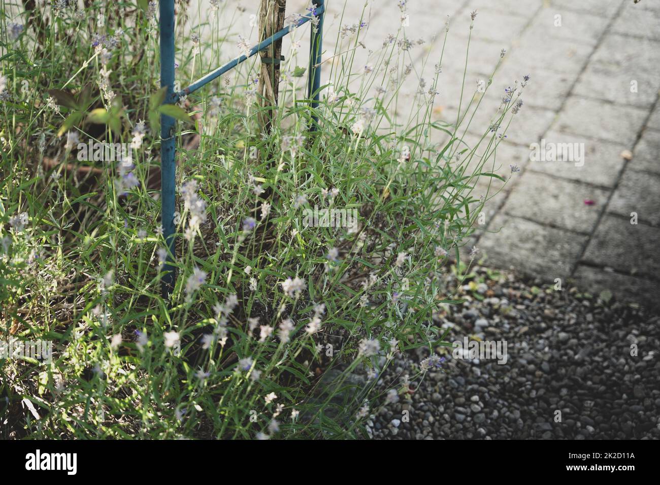 herbs in a garden with many aromas and a delicious scent Stock Photo ...