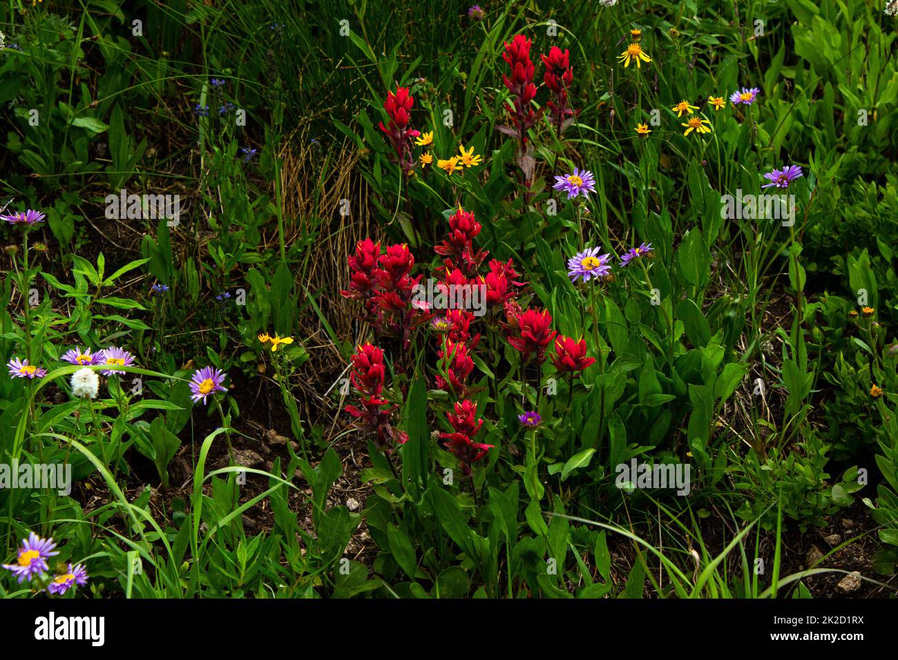 Wild Flowers in Colorado Stock Photo - Alamy
