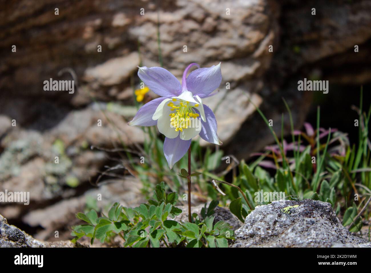 Purple Columbine Flower in Colorado Stock Photo - Alamy