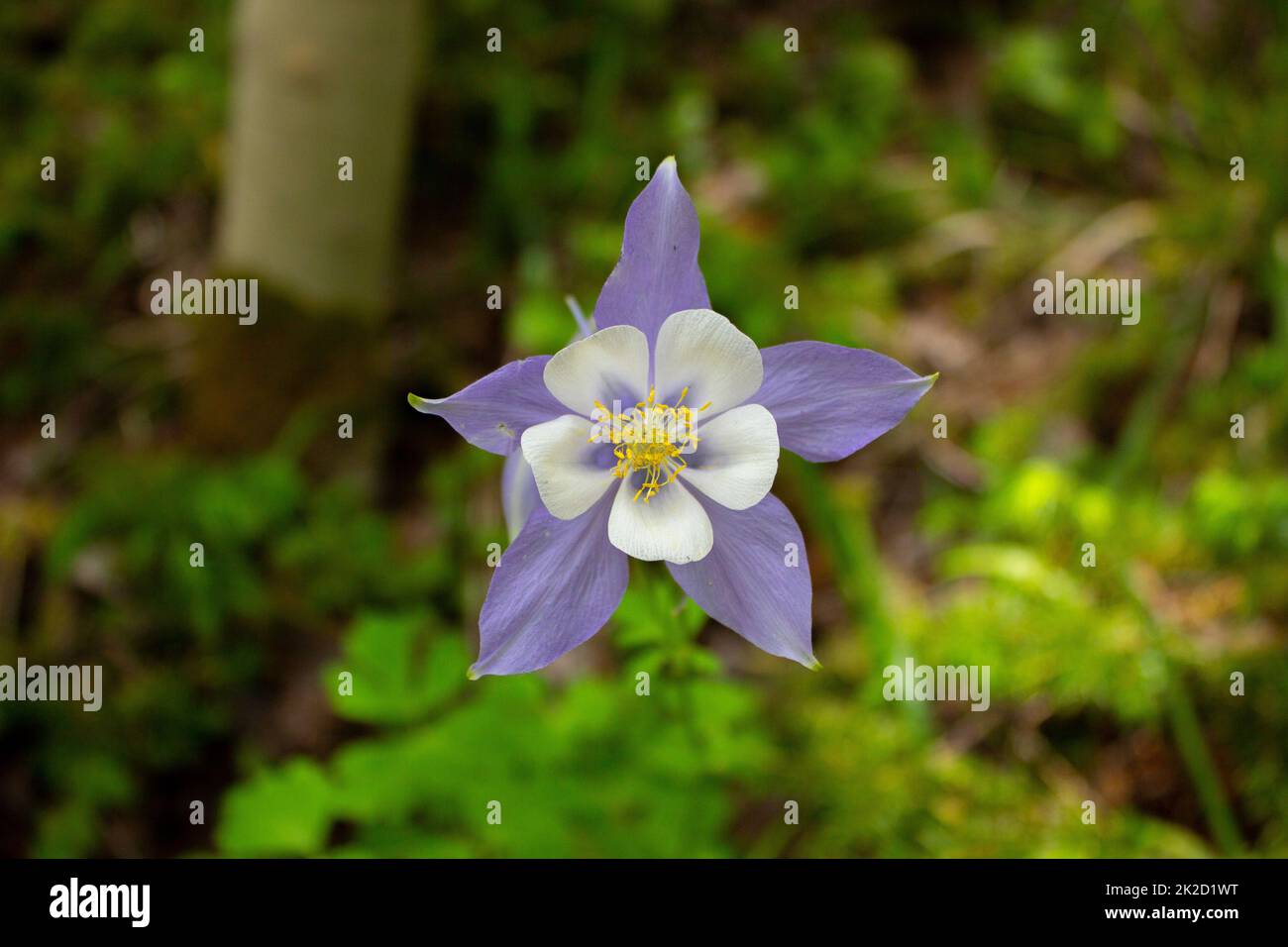 Purple Columbine Flower in Colorado Stock Photo - Alamy