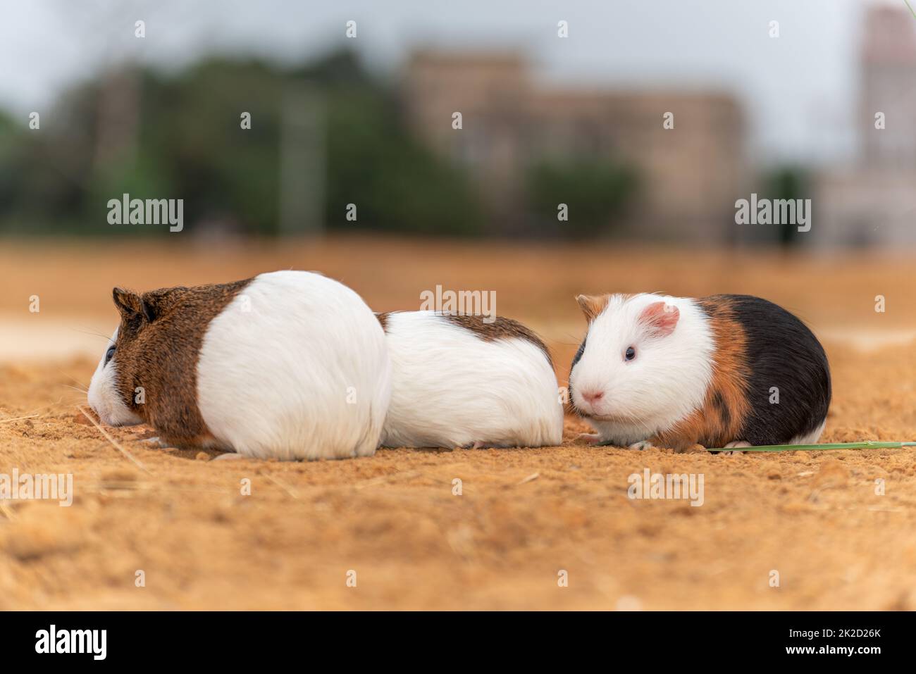 Three cute guinea pigs in the open air Stock Photo - Alamy