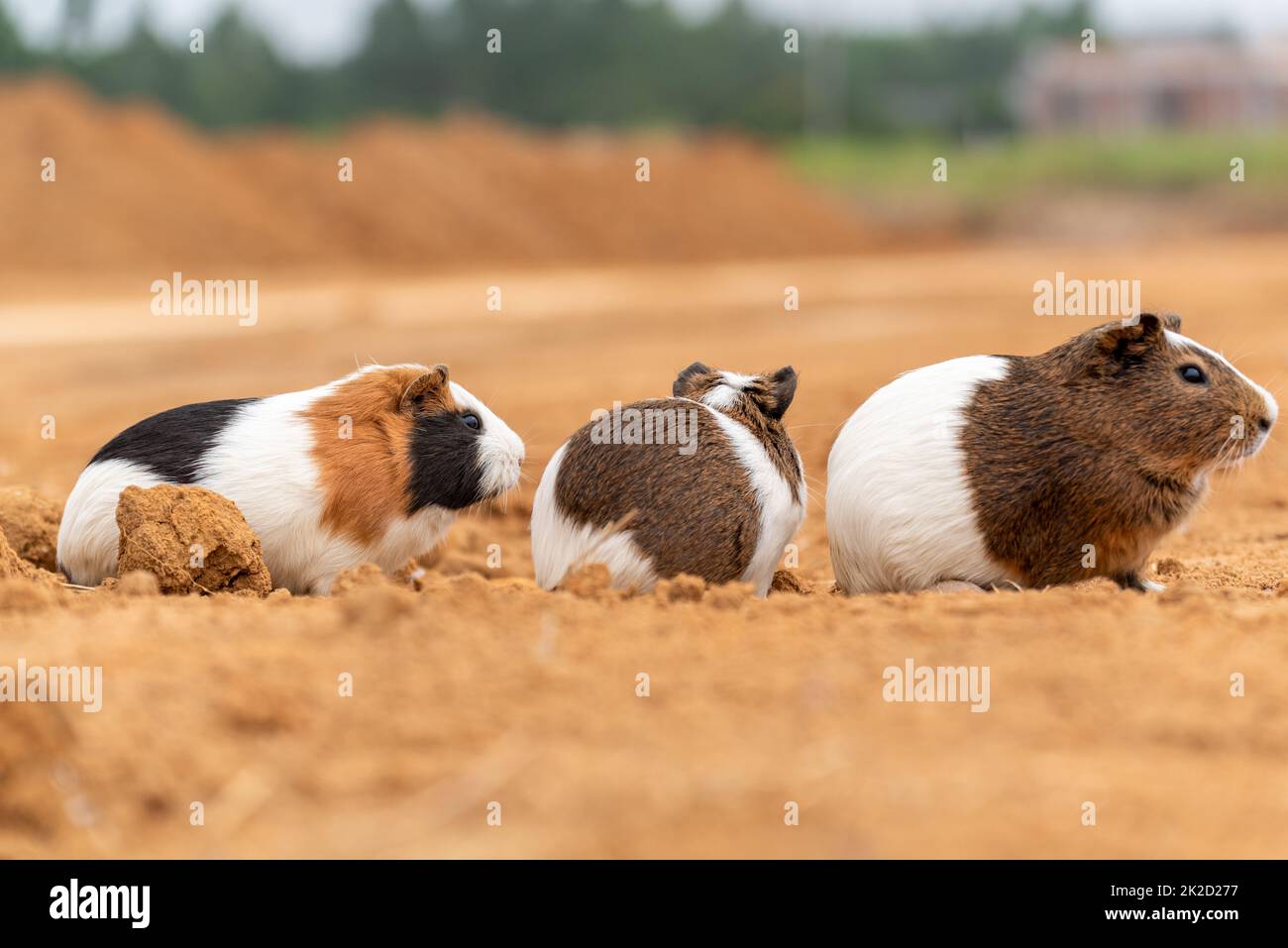 Three cute guinea pigs in the open air Stock Photo - Alamy