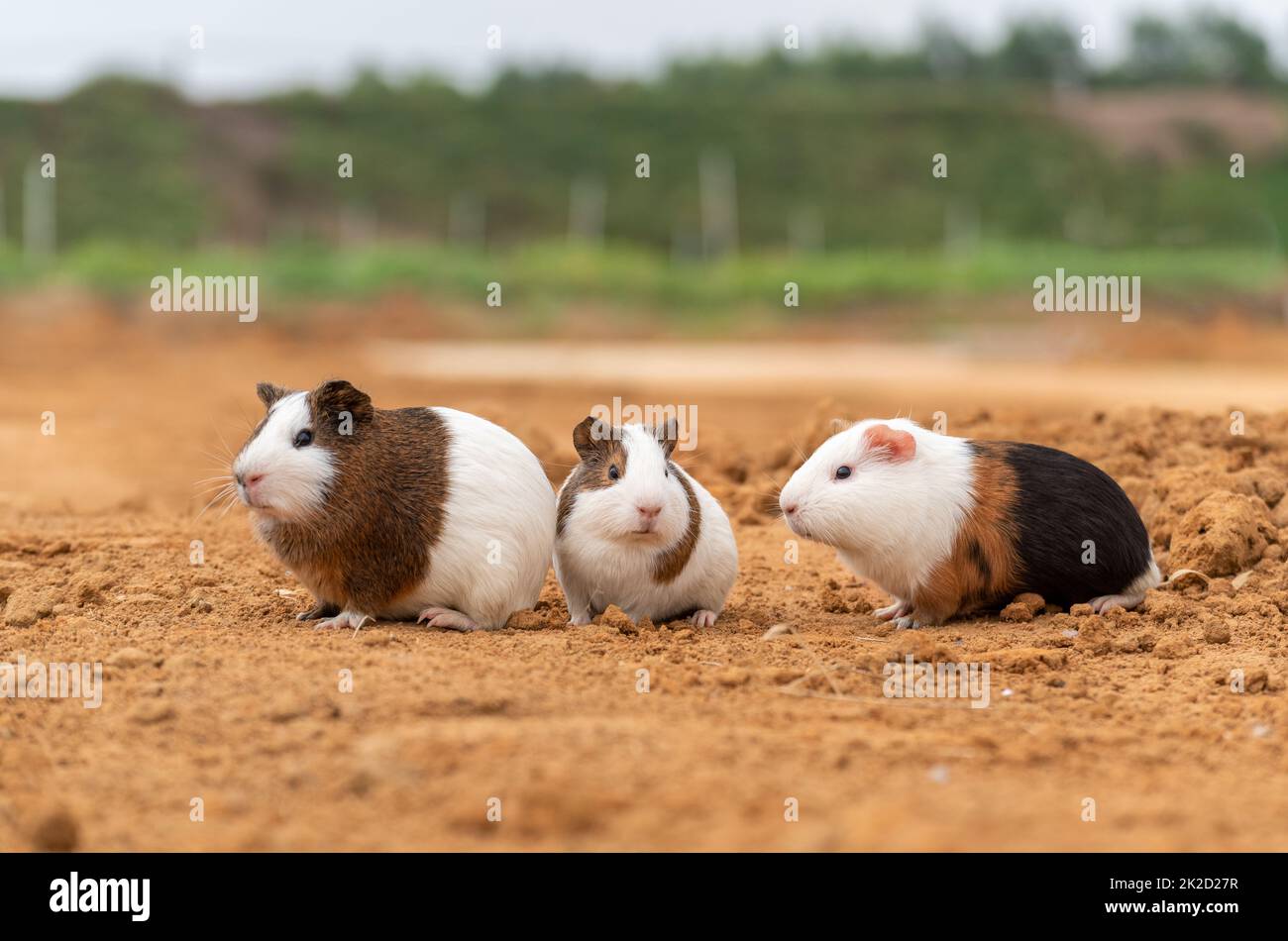 Three cute guinea pigs in the open air Stock Photo - Alamy