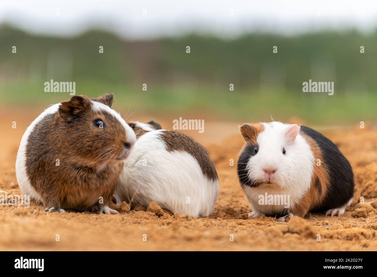Three cute guinea pigs in the open air Stock Photo - Alamy