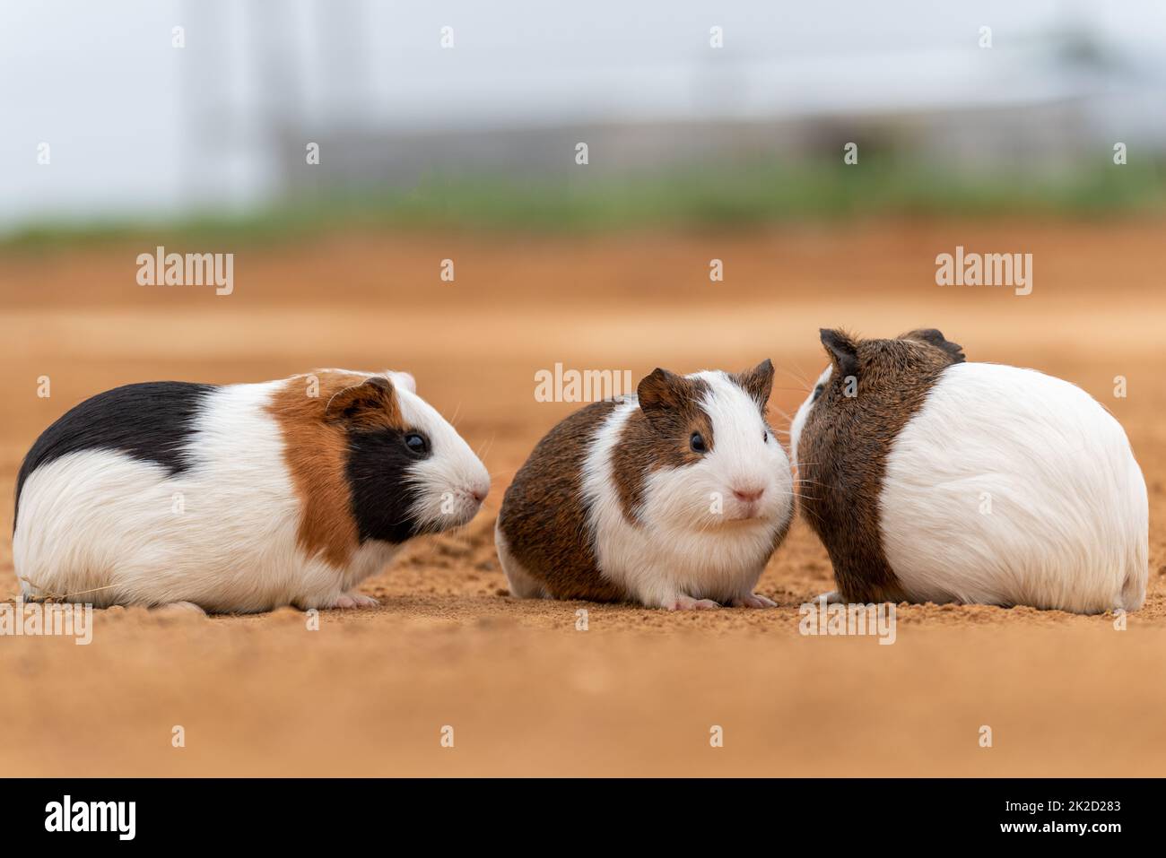 Three cute guinea pigs in the open air Stock Photo - Alamy