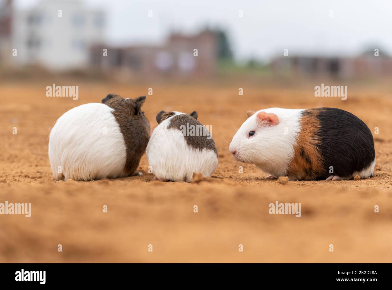 Three cute guinea pigs in the open air Stock Photo - Alamy