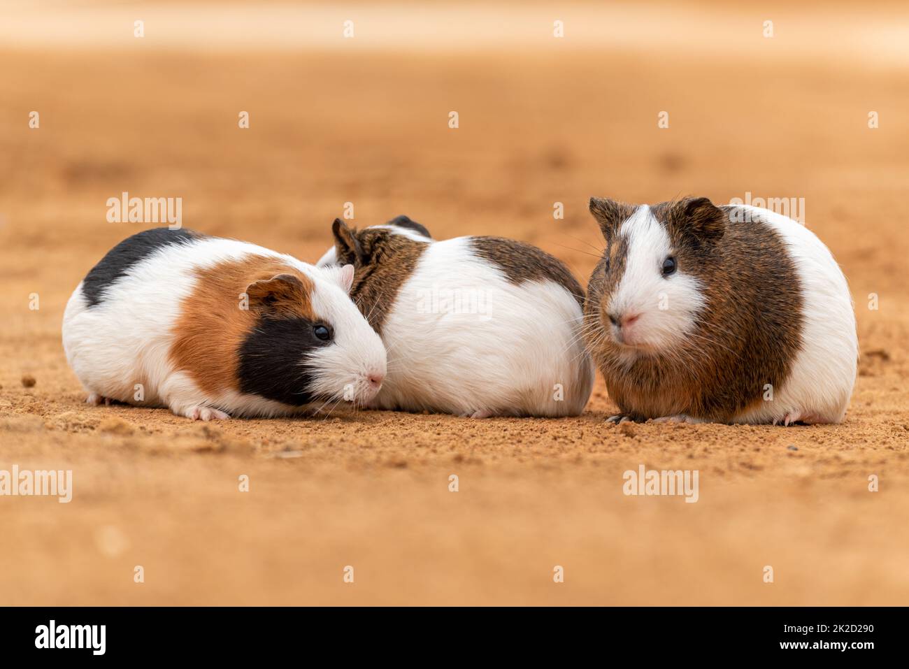 Three cute guinea pigs in the open air Stock Photo - Alamy