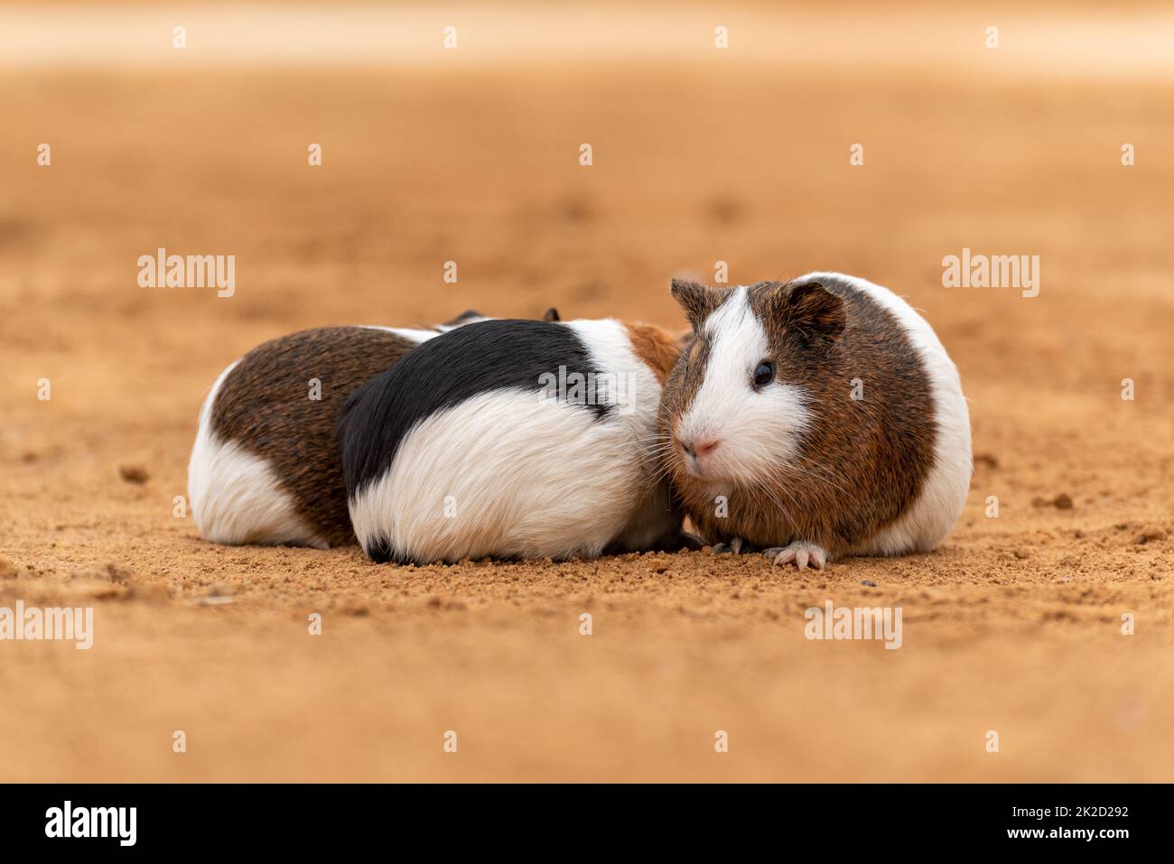 Three cute guinea pigs in the open air Stock Photo - Alamy