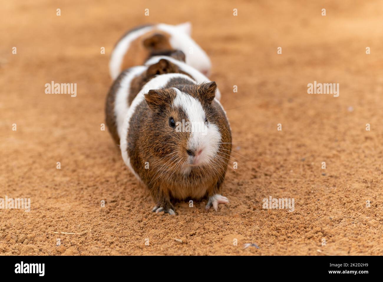 Three cute guinea pigs in the open air Stock Photo - Alamy