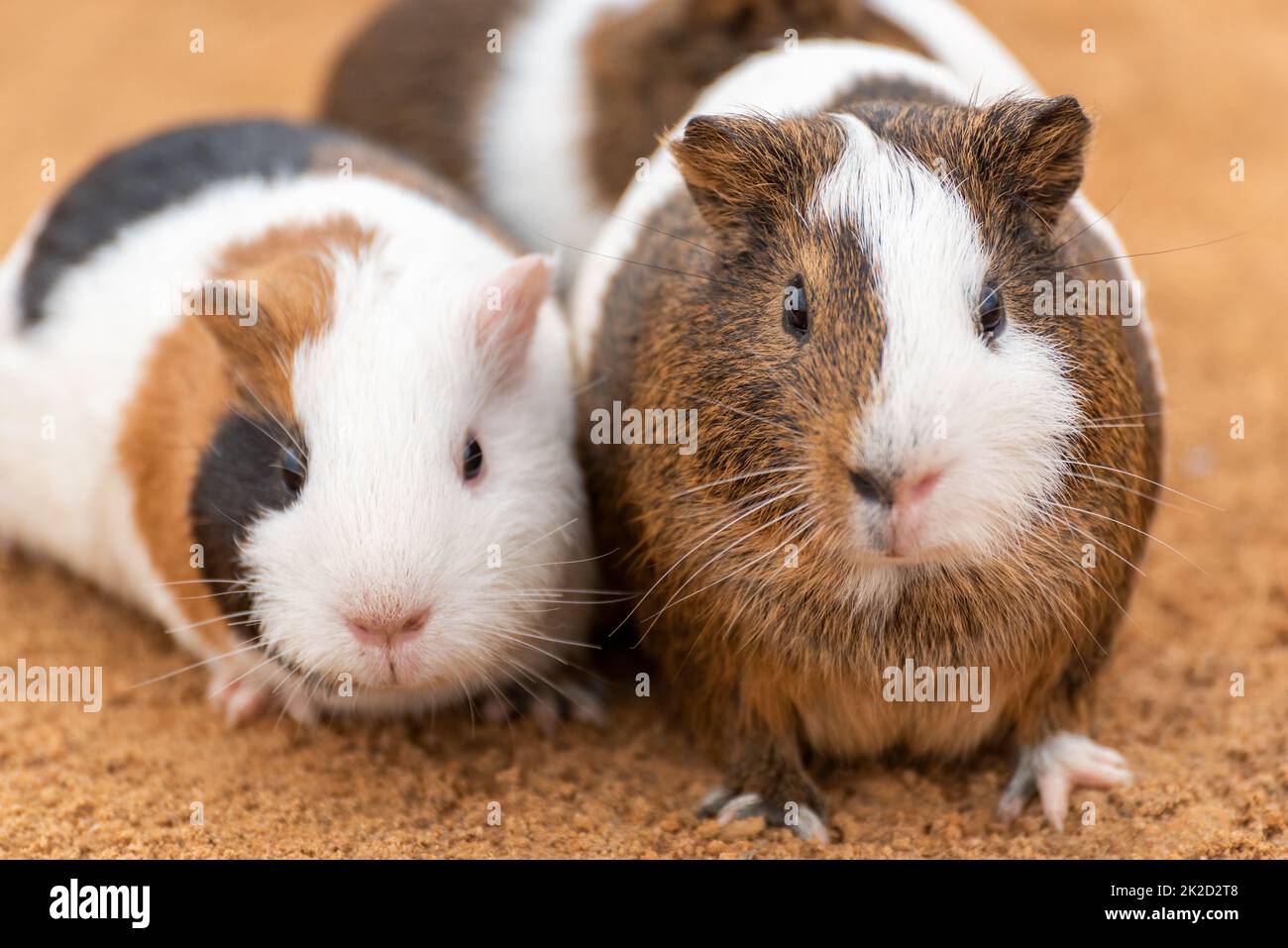 Three cute guinea pigs in the open air Stock Photo - Alamy