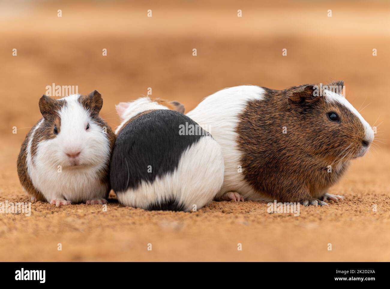 Three cute guinea pigs in the open air Stock Photo - Alamy