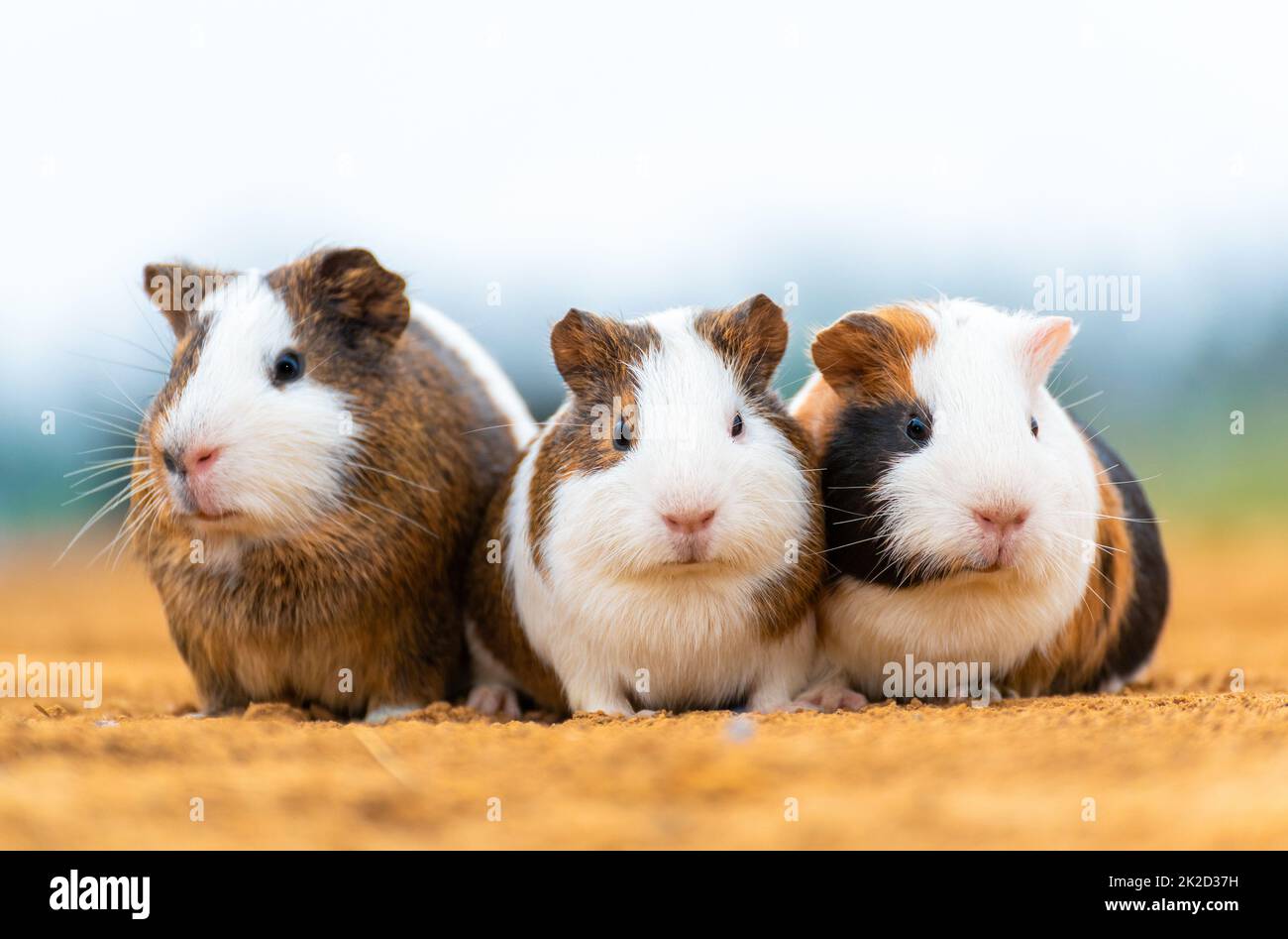 Three cute guinea pigs in the open air Stock Photo - Alamy