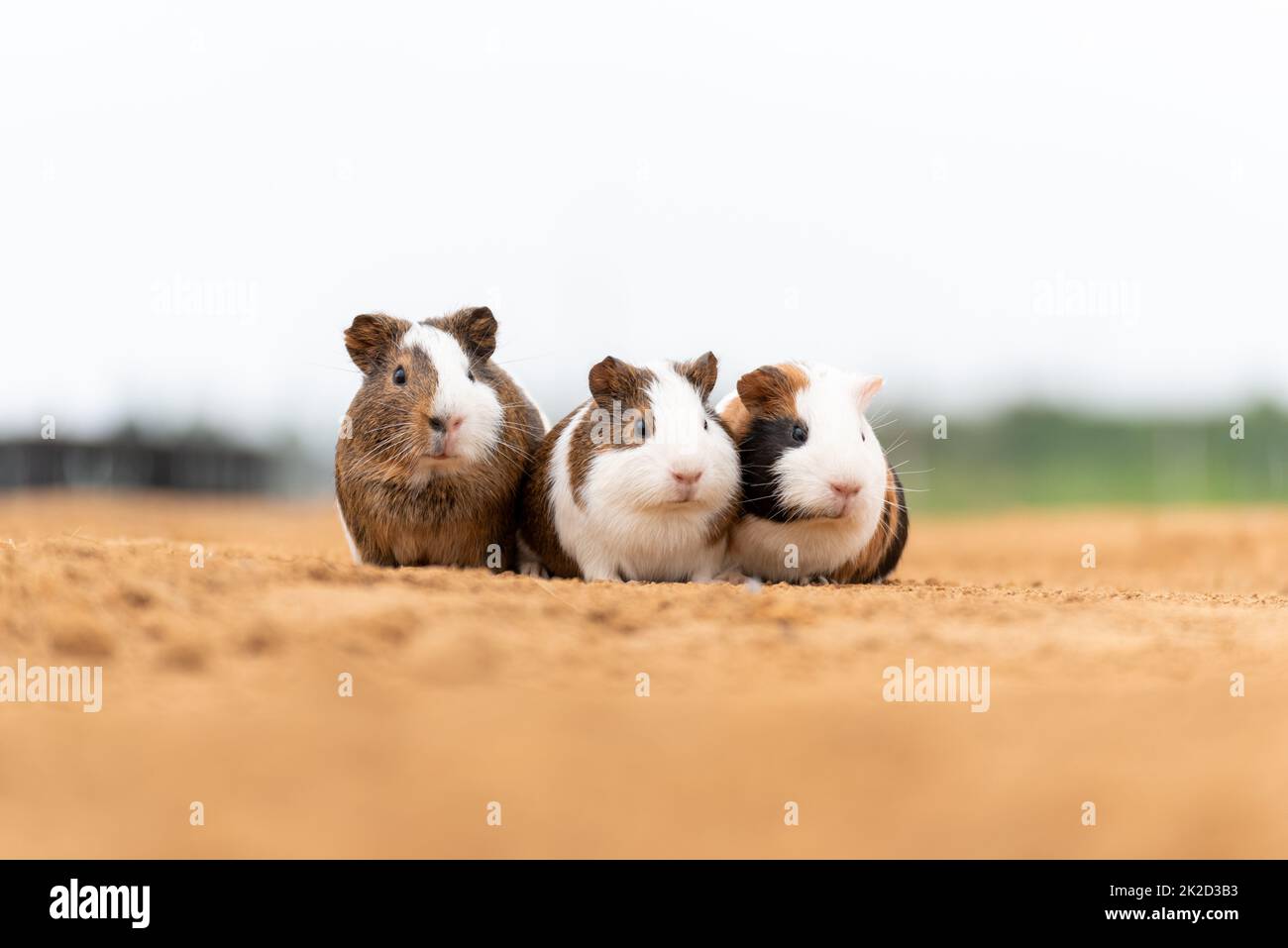 Three cute guinea pigs in the open air Stock Photo - Alamy