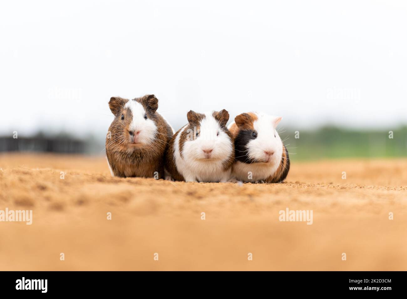 Three cute guinea pigs in the open air Stock Photo - Alamy
