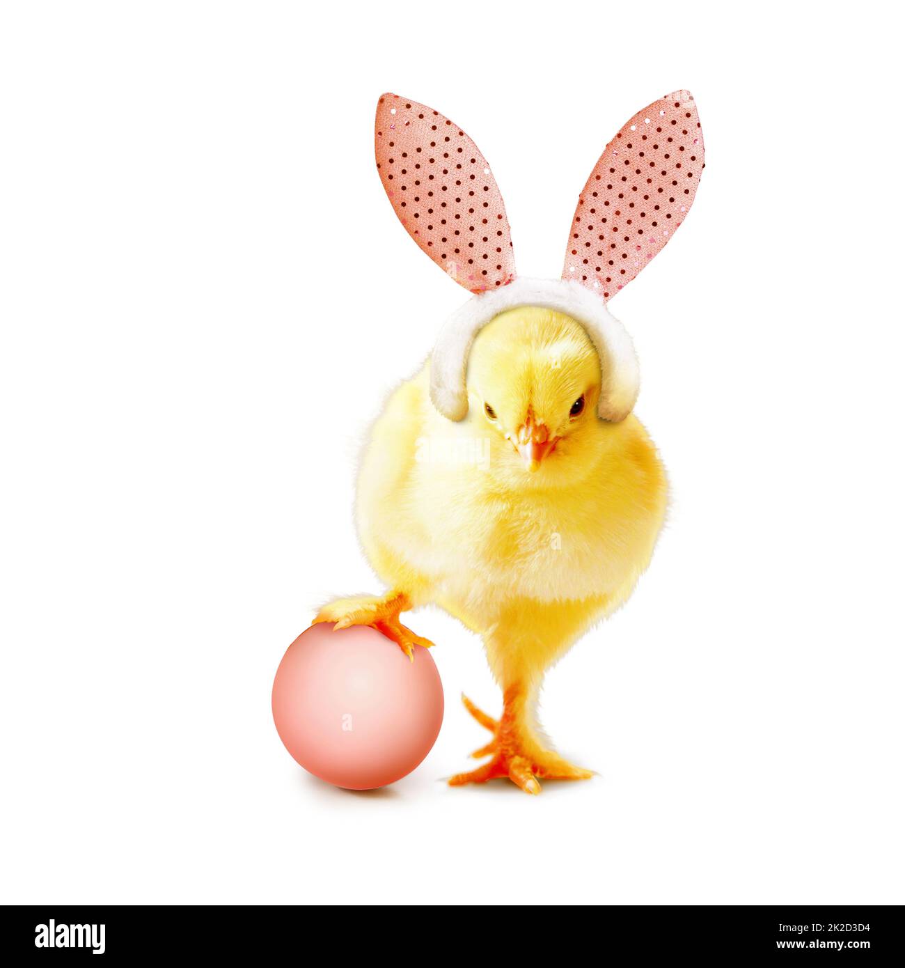 Little cute newborn baby chick for Easter celebration Stock Photo - Alamy