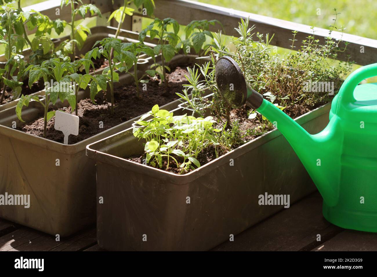 Container vegetables gardening. Vegetable garden on a terrace. Herbs ...