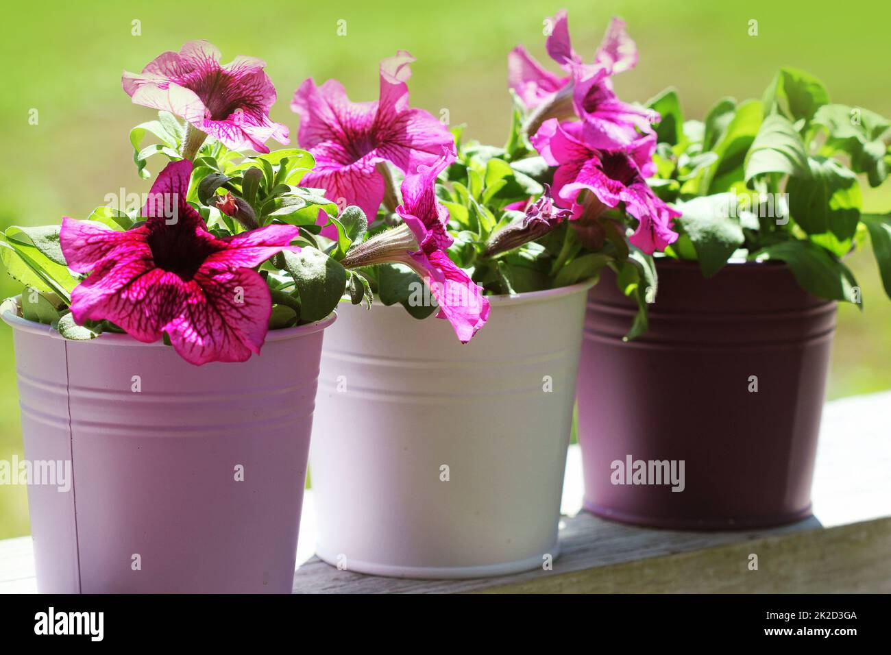 Pink beautiful petunia flower in pot. petunia growing in balcony Stock ...
