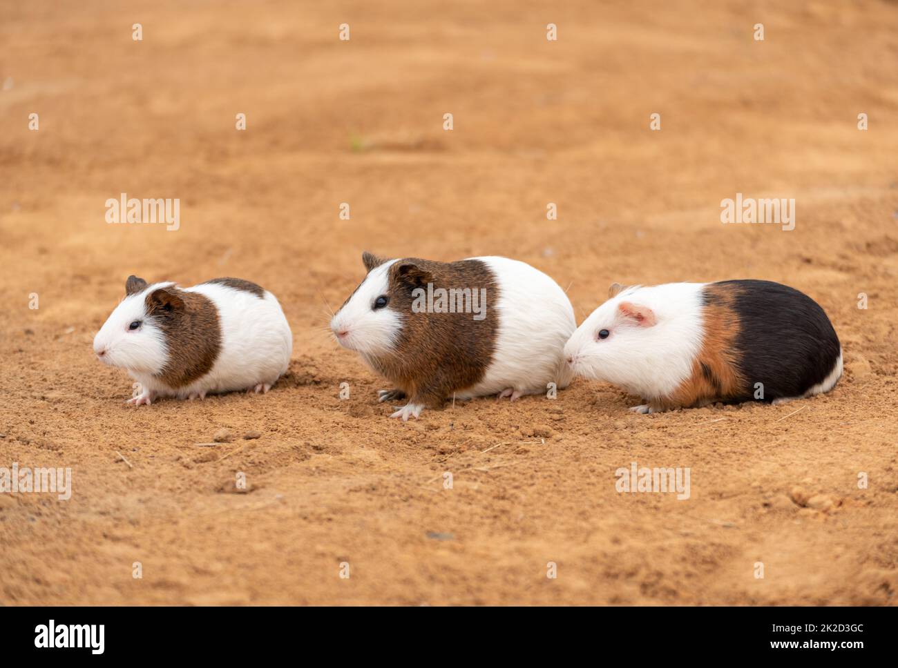 Three cute guinea pigs in the open air Stock Photo - Alamy