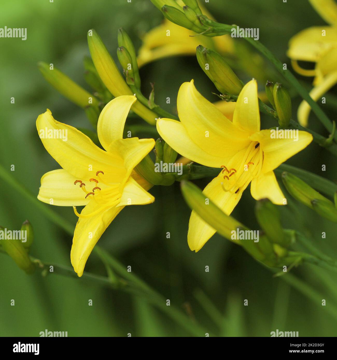Yellow Day lily flower or Hemerocallis blooming Stock Photo - Alamy