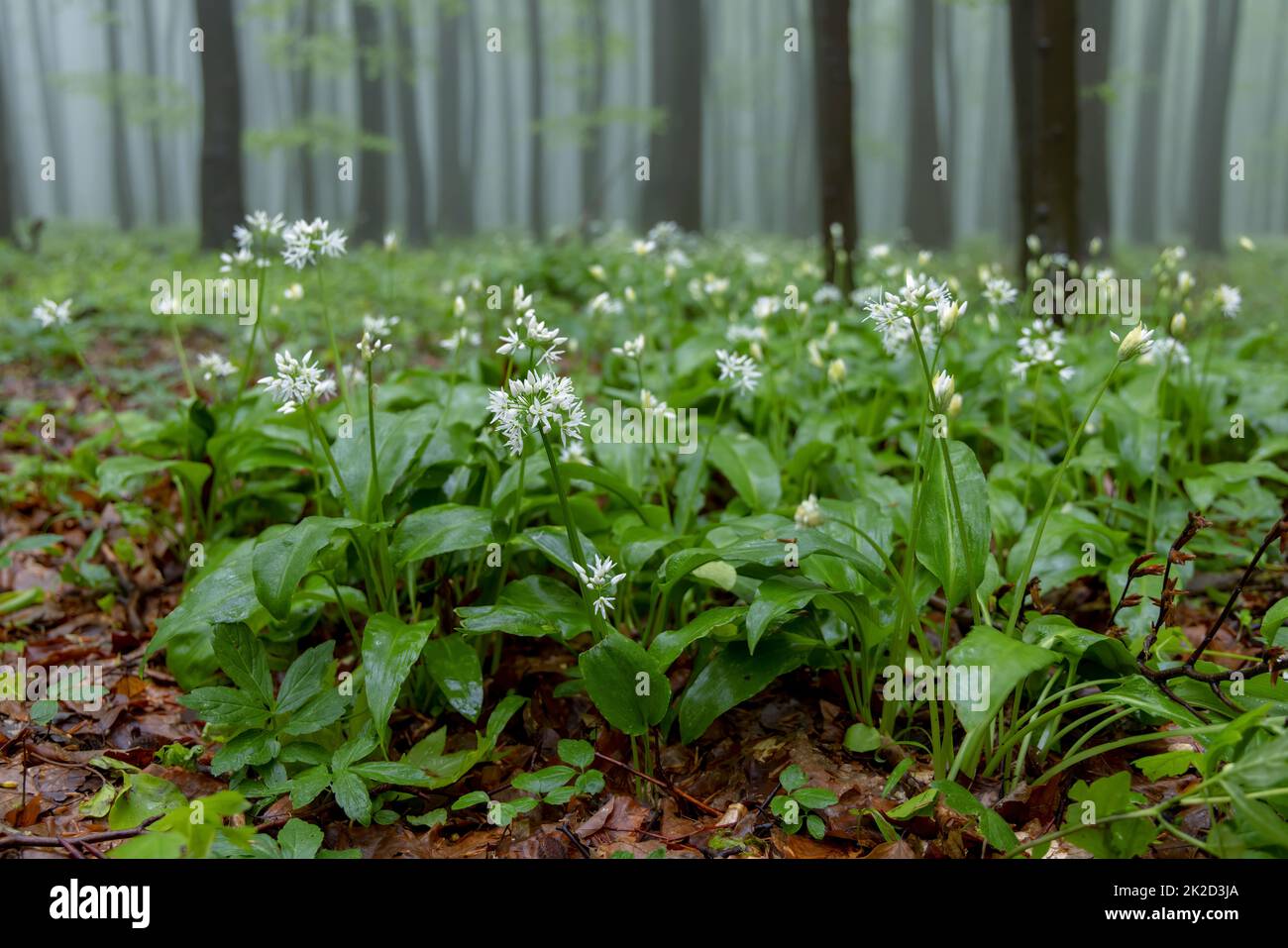 bears garlic, spring beech forest in White Carpathians, Southern ...