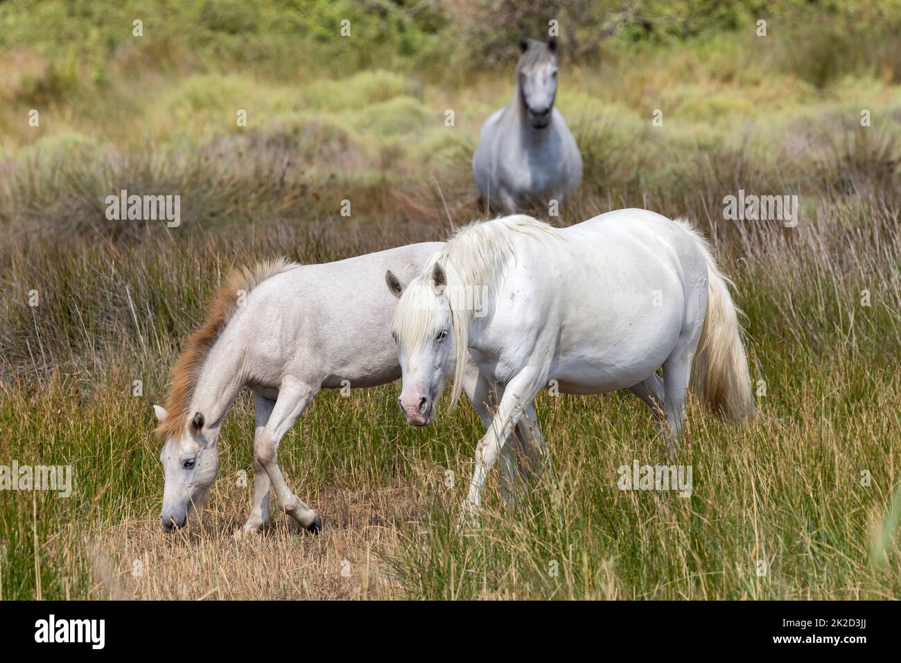 White wild horses, Parc Naturel regional de Camargue, Provence, France ...