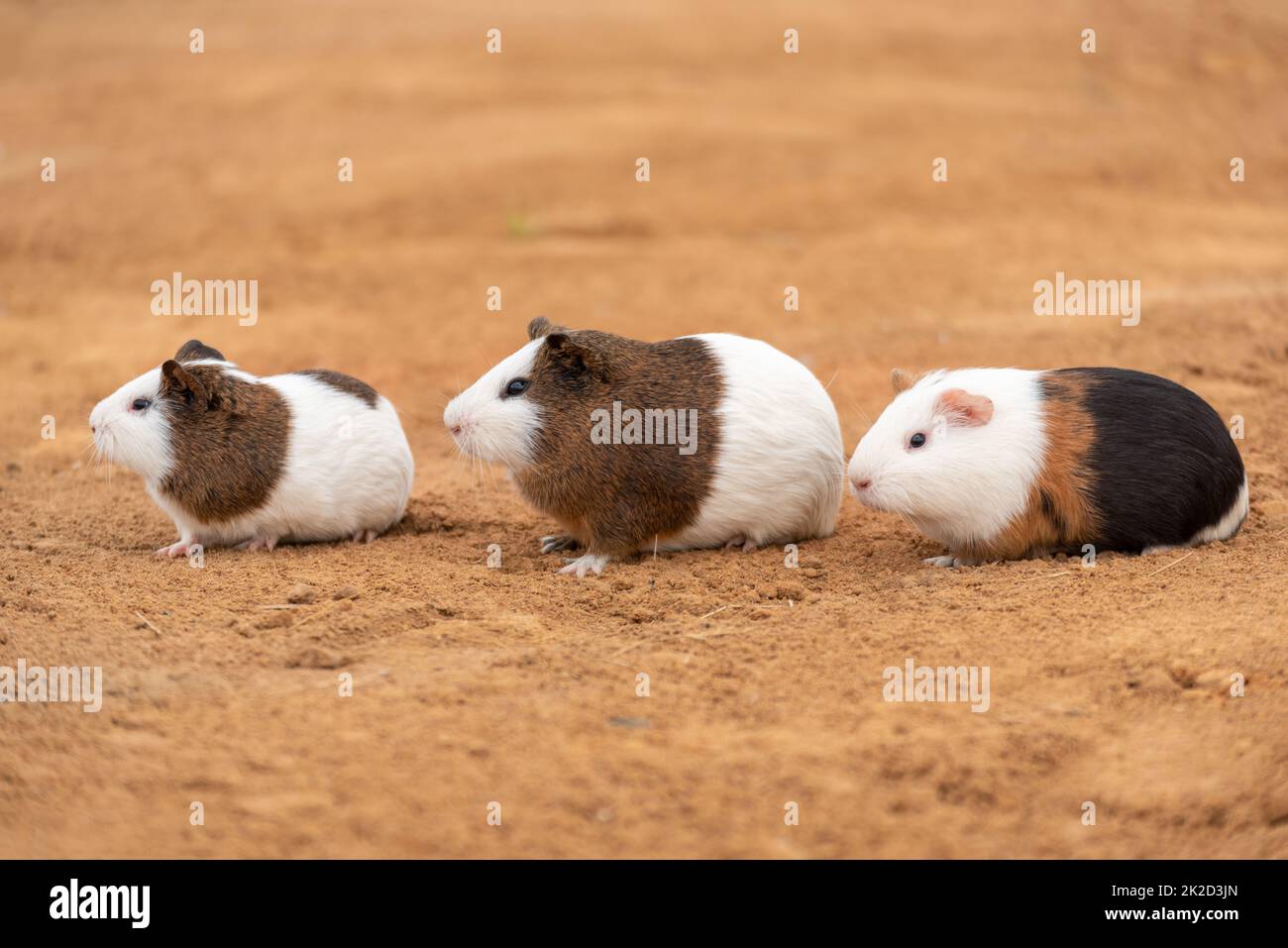 Three cute guinea pigs in the open air Stock Photo - Alamy