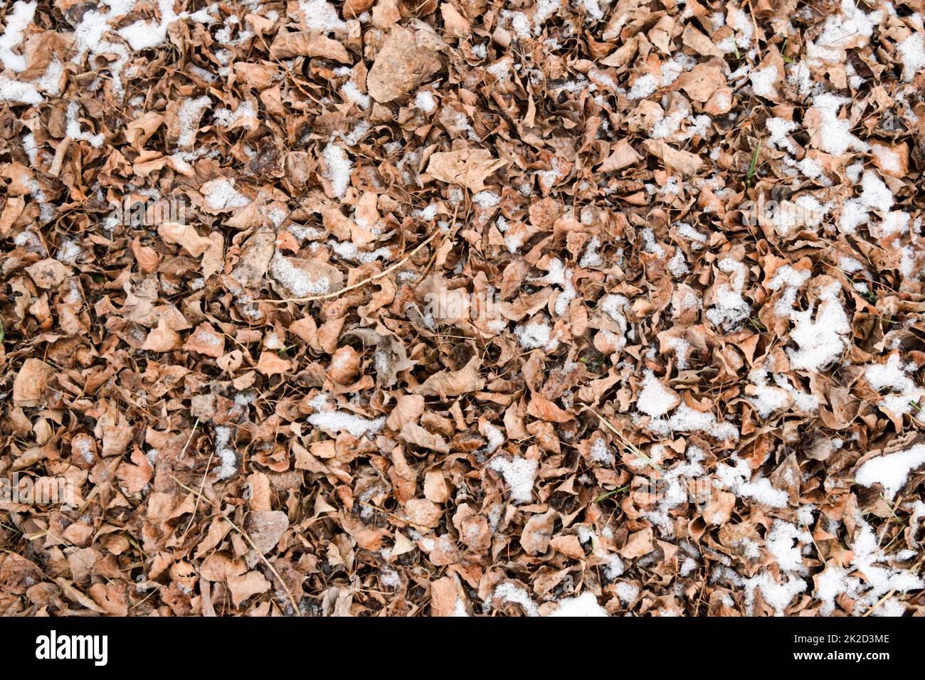 Dry fallen leaves on the ground. Slightly covered with snow leaves ...