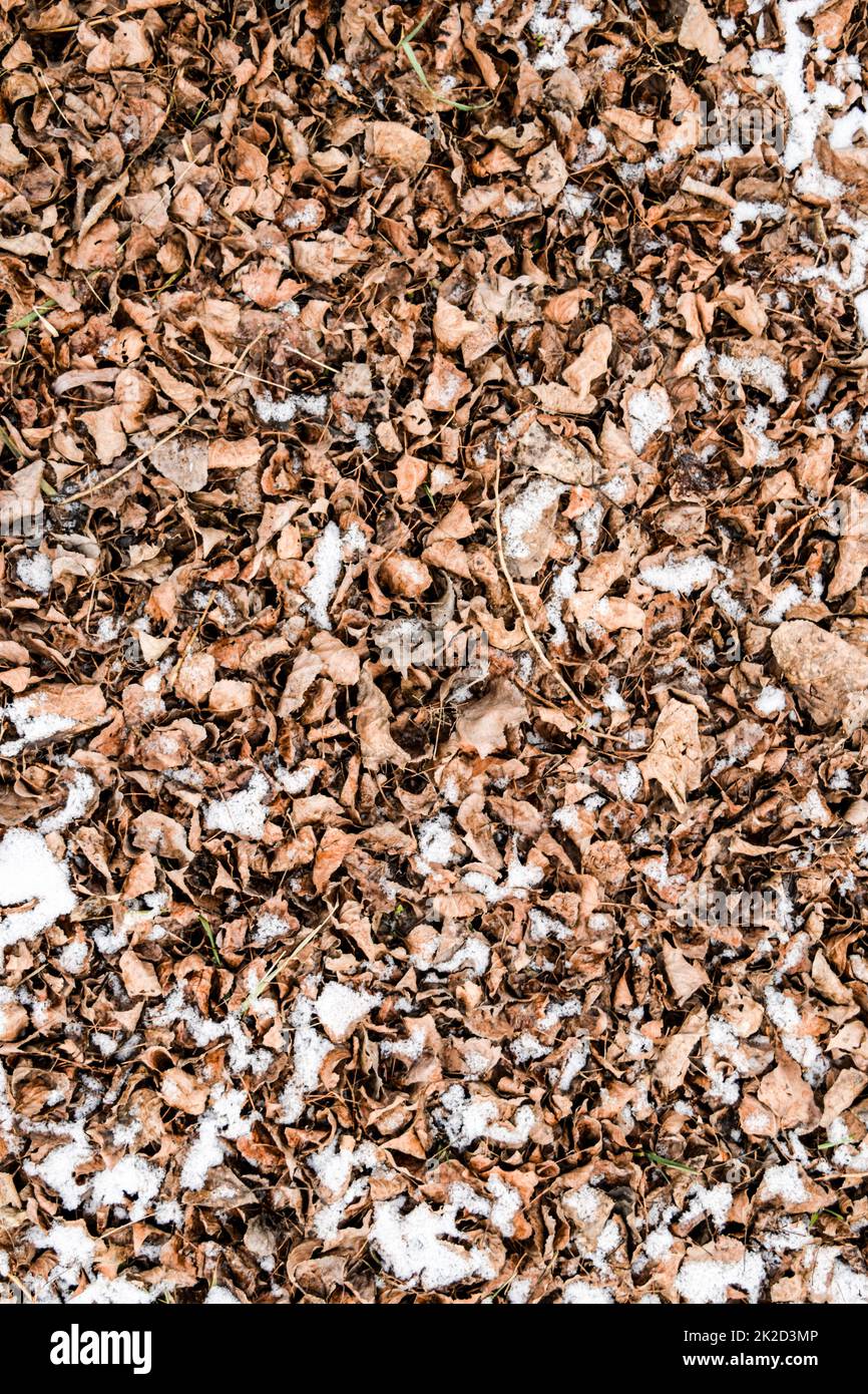 Dry fallen leaves on the ground. Slightly covered with snow leaves ...