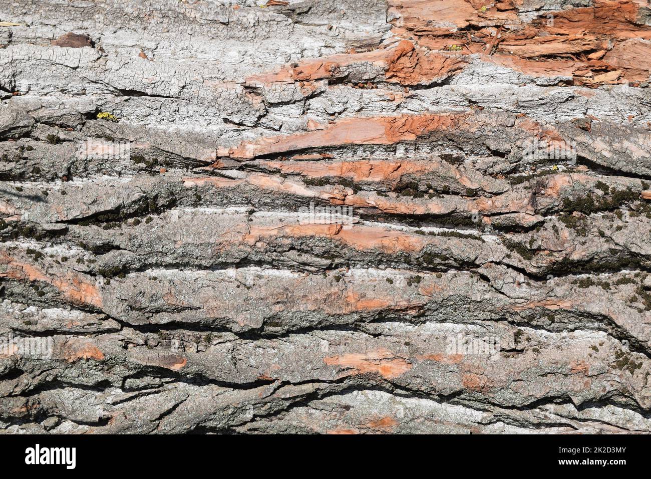 Poplar tree bark hi-res stock photography and images - Alamy