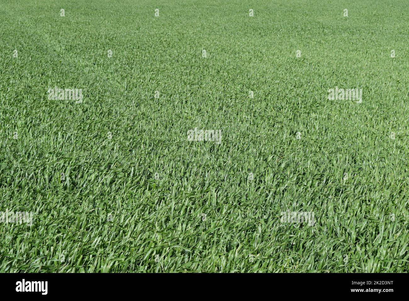 Barley leaf hi-res stock photography and images - Alamy
