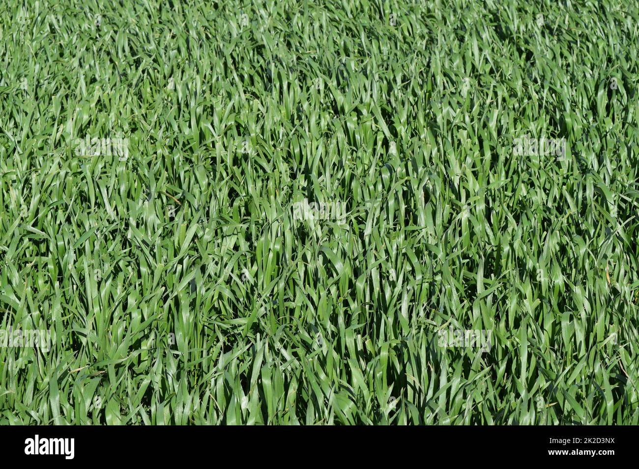 Field of young green barley Stock Photo - Alamy
