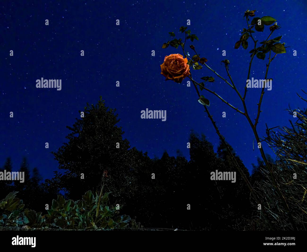 A rose among the stars Stock Photo - Alamy