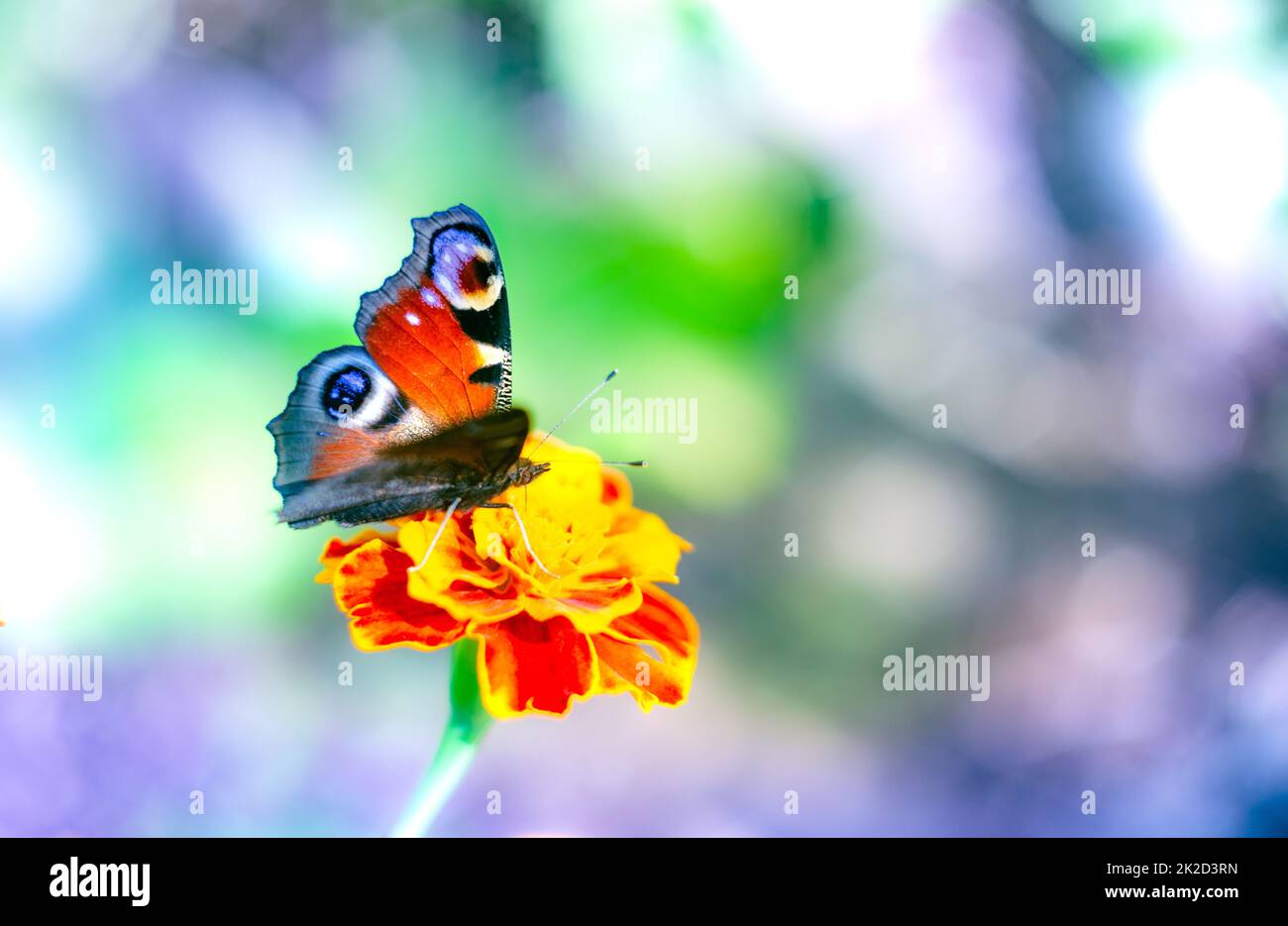 European peacock butterfly hi-res stock photography and images - Alamy