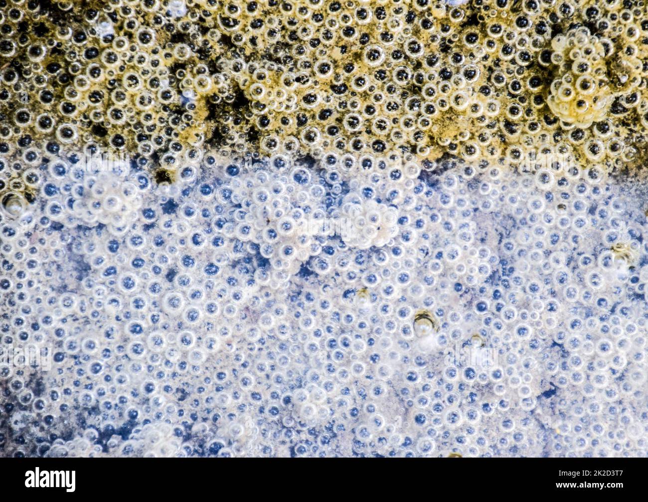 Bubbles of air in mud and silt under water. Background of bubbles ...