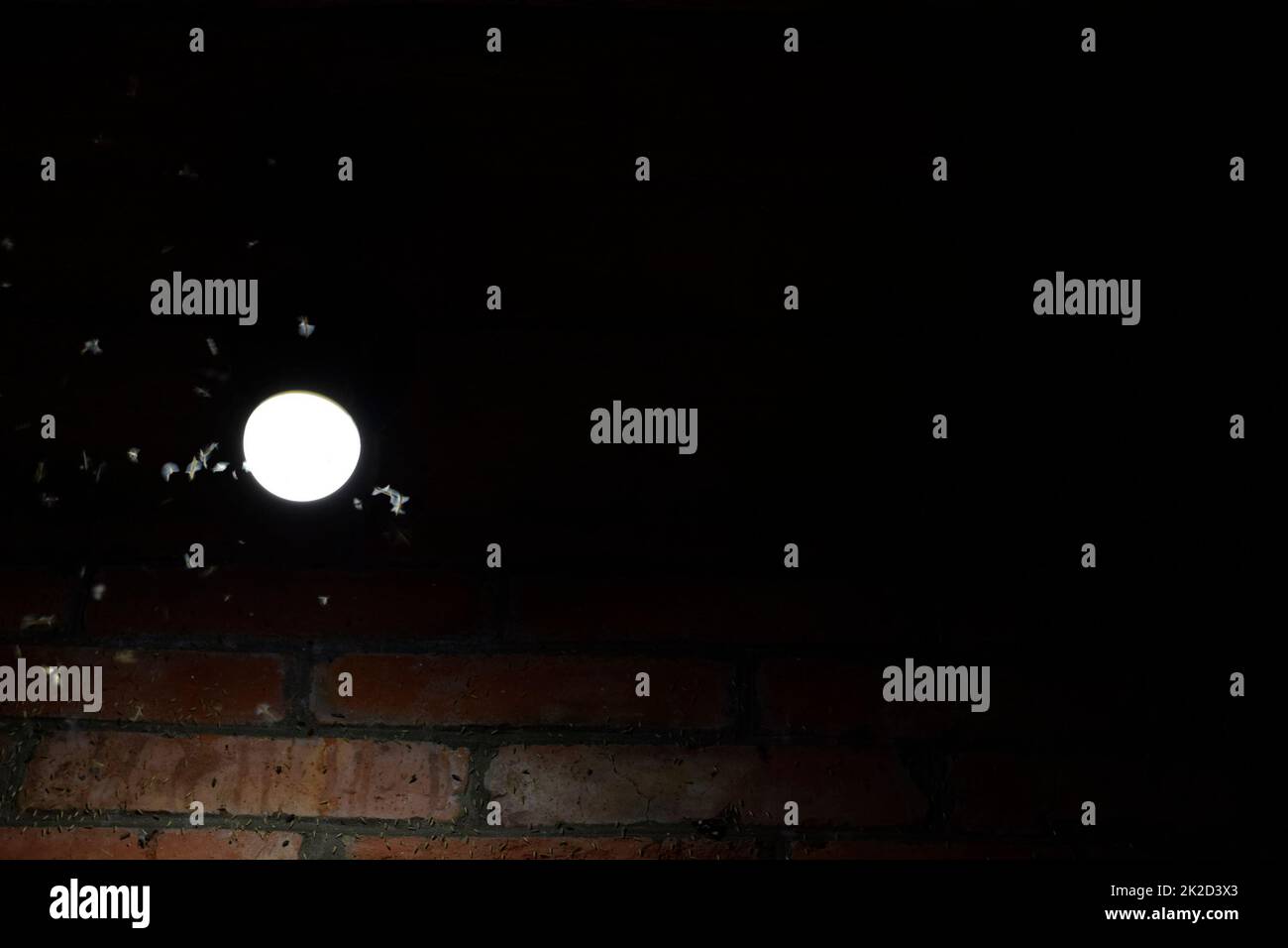 Night insects at a bulb Stock Photo - Alamy