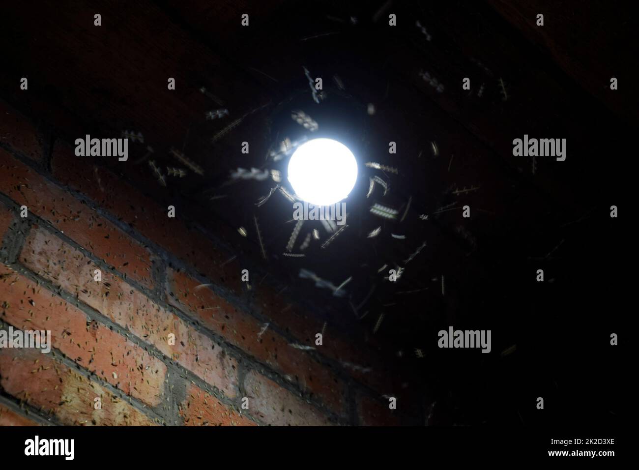 Attraction of insects light. Night insects at a bulb Stock Photo - Alamy