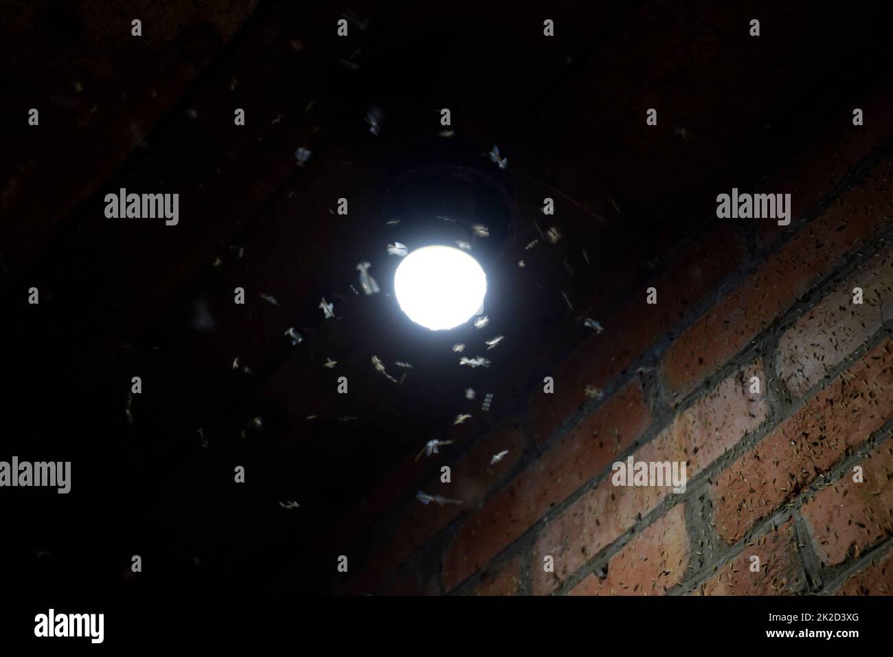 Attraction of insects light. Night insects at a bulb Stock Photo - Alamy