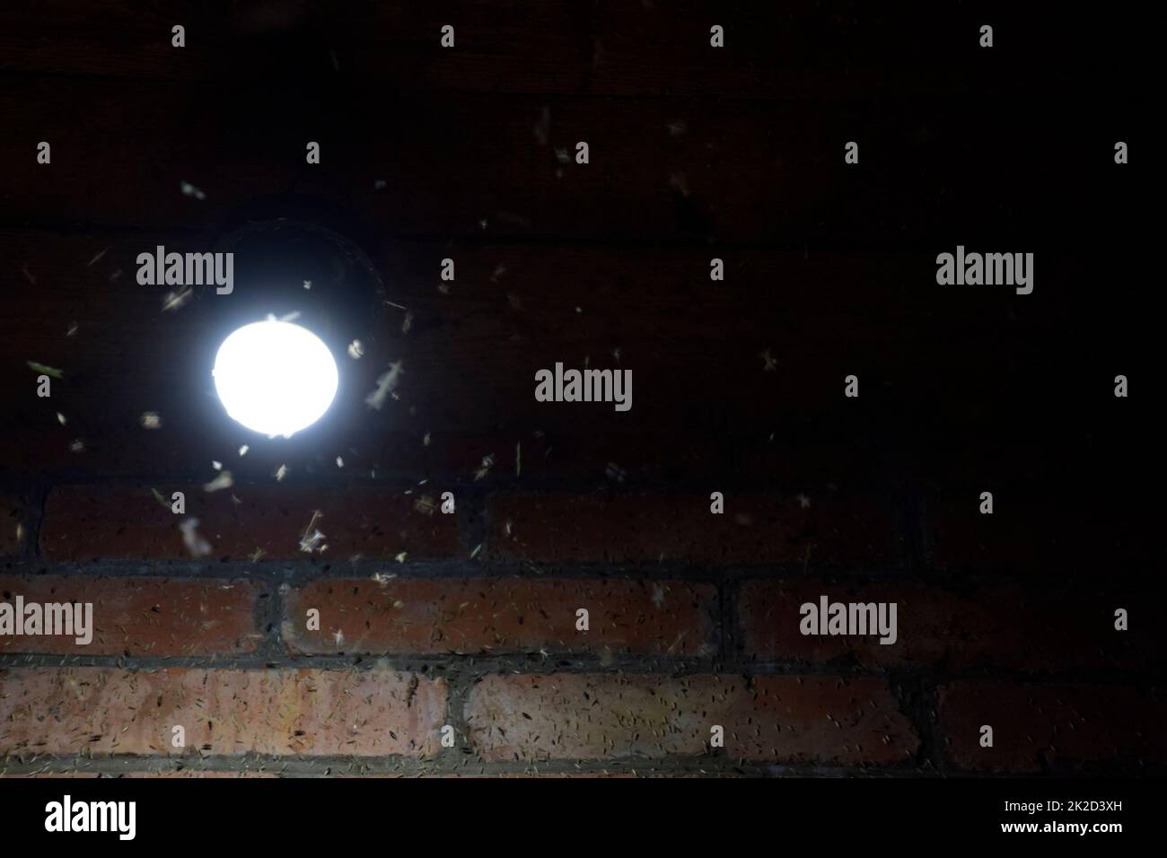 Attraction of insects light. Night insects at a bulb Stock Photo - Alamy