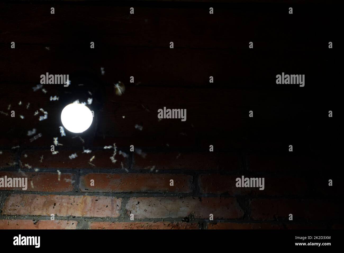 Night insects hi-res stock photography and images - Alamy