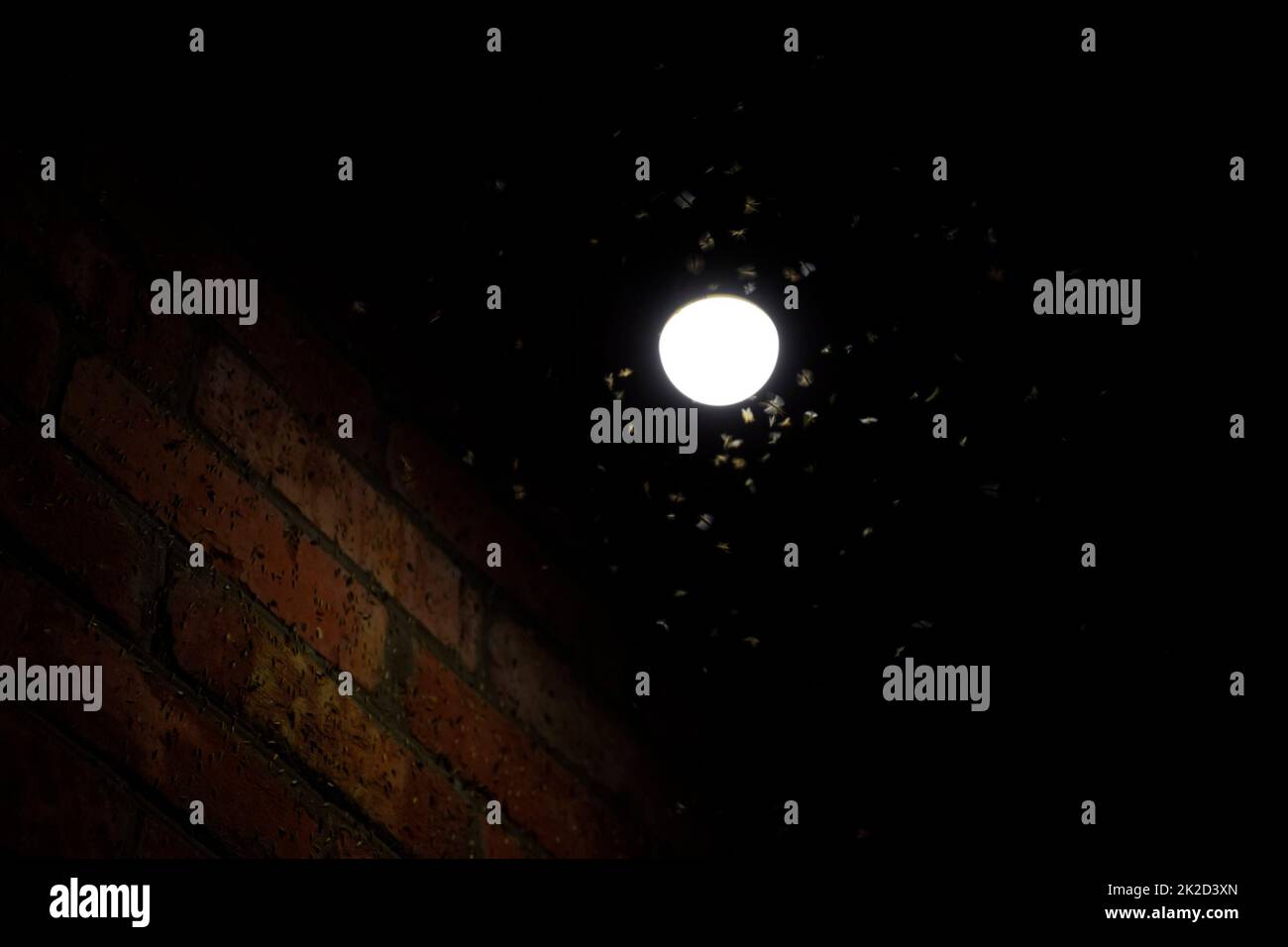 Attraction of insects light. Night insects at a bulb Stock Photo - Alamy
