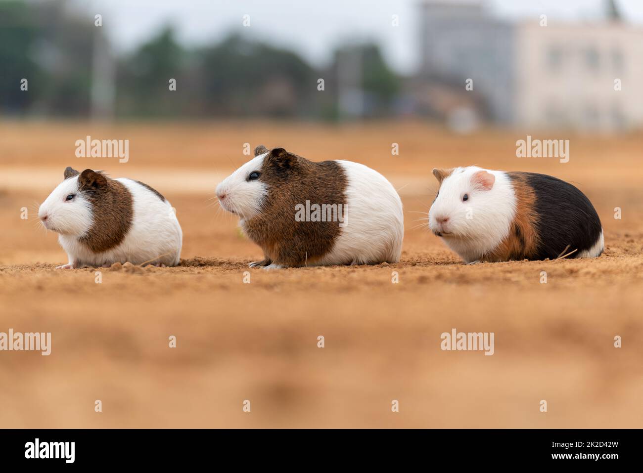 Three cute guinea pigs in the open air Stock Photo - Alamy