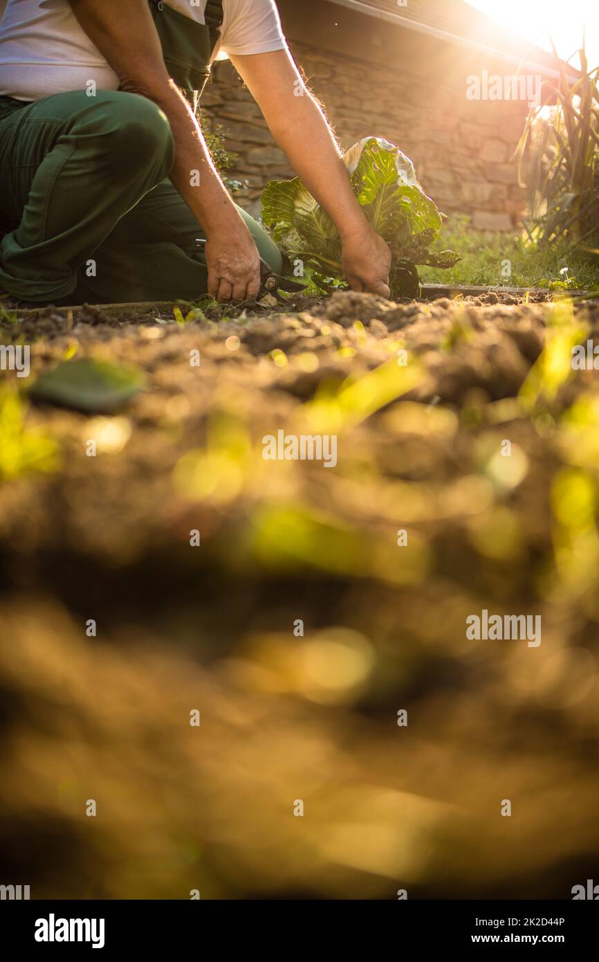 Senior gardener gardening in his permaculture garden - harvesting ...