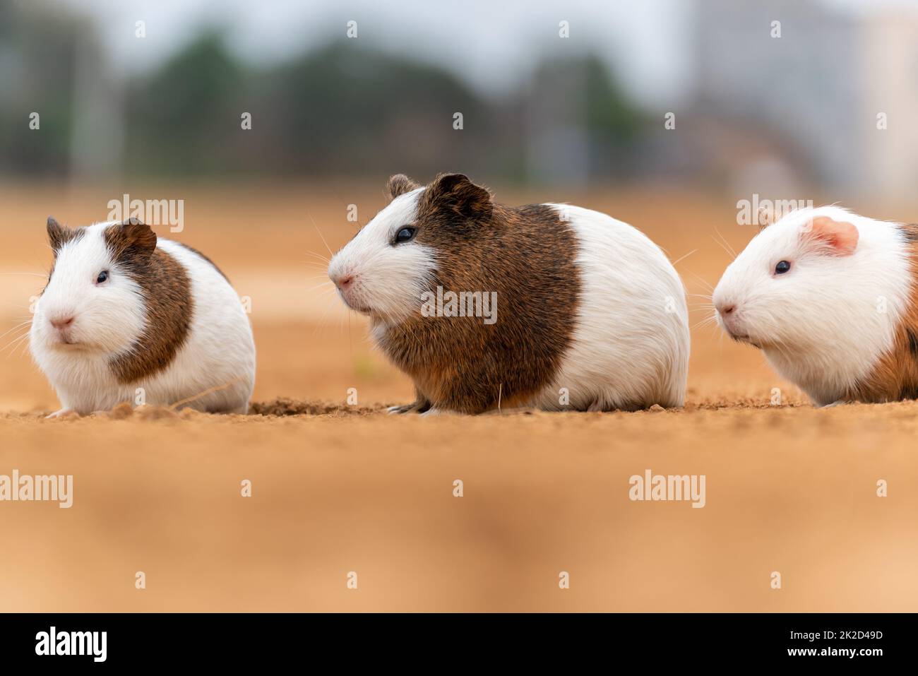 Three cute guinea pigs in the open air Stock Photo - Alamy