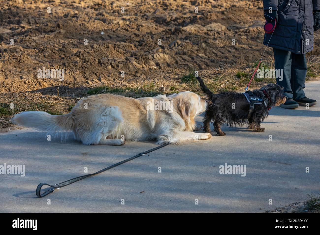 Smelling the ground hi-res stock photography and images - Alamy