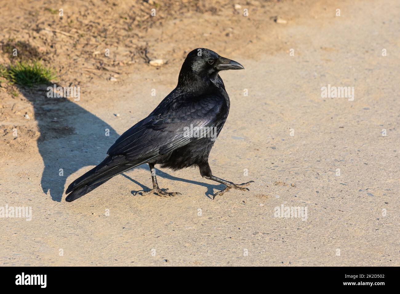carrion crow walking on the ground Stock Photo - Alamy