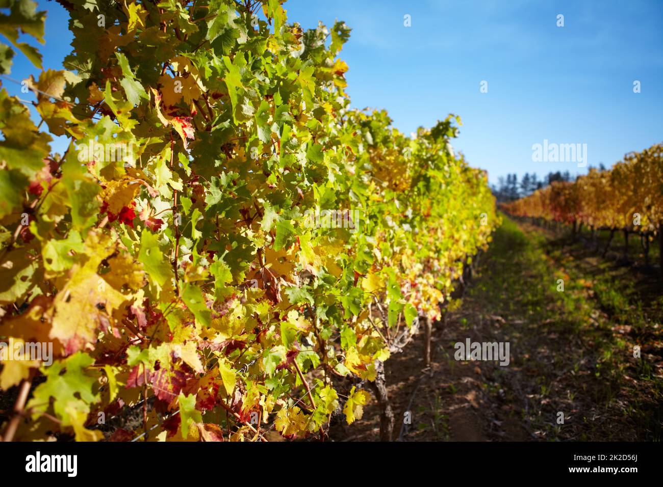 Planted vines hi-res stock photography and images - Alamy