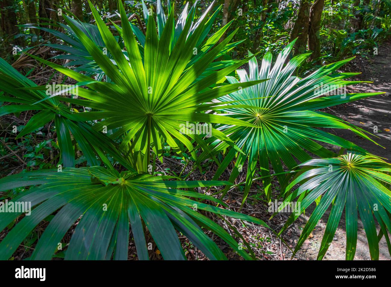 Tropical natural jungle forest plants trees Muyil Mayan ruins Mexico ...