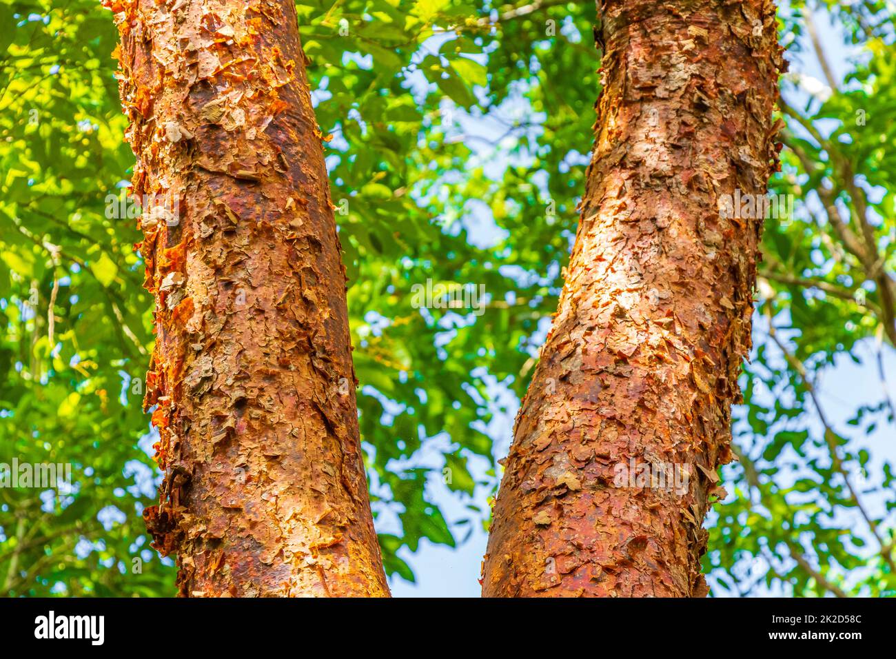 Tropical Gumbo-limbo tree with red peeling bark in Mexico Stock Photo ...